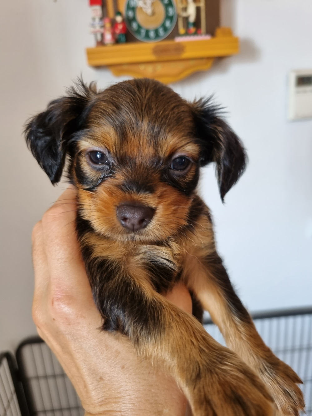 Cherny Brilliant Quantium - Cachorros Pequeño Perro Ruso - Russian Toy ...